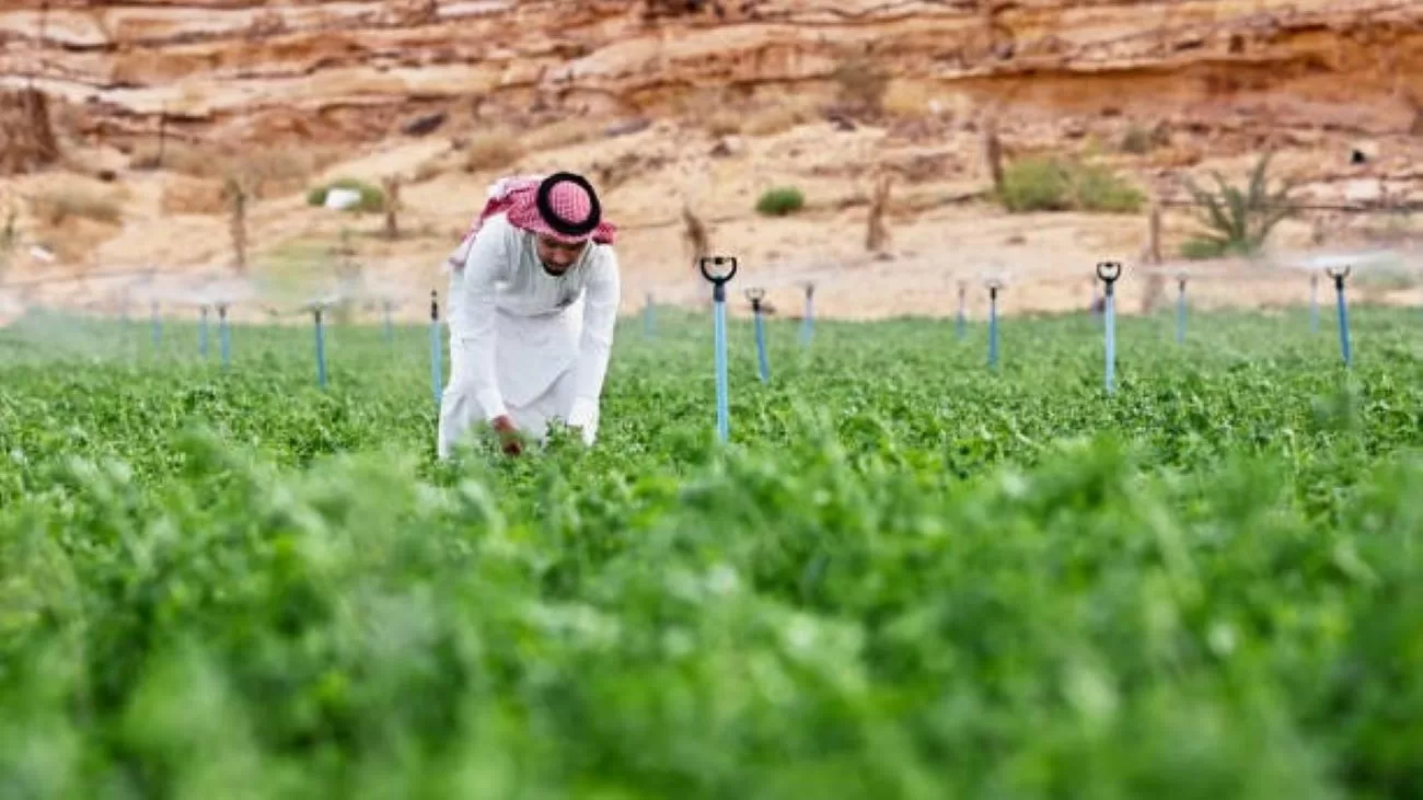 Private sectors invest $9.8b into Saudi agricultural sector